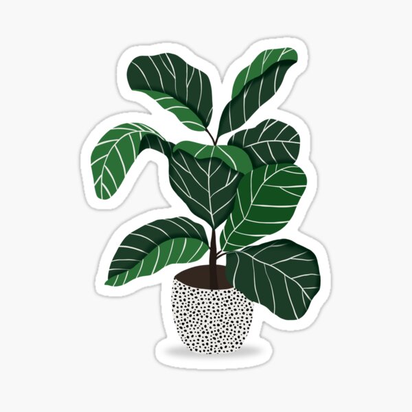 "Fiddle Leaf Fig Plant Artwork" Sticker for Sale by Lucky-Llama | Redbubble