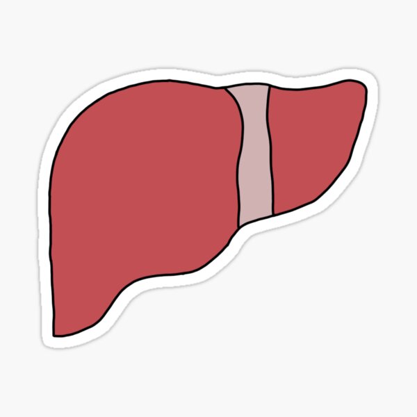 "Colourful liver " Sticker by kupop123 | Redbubble
