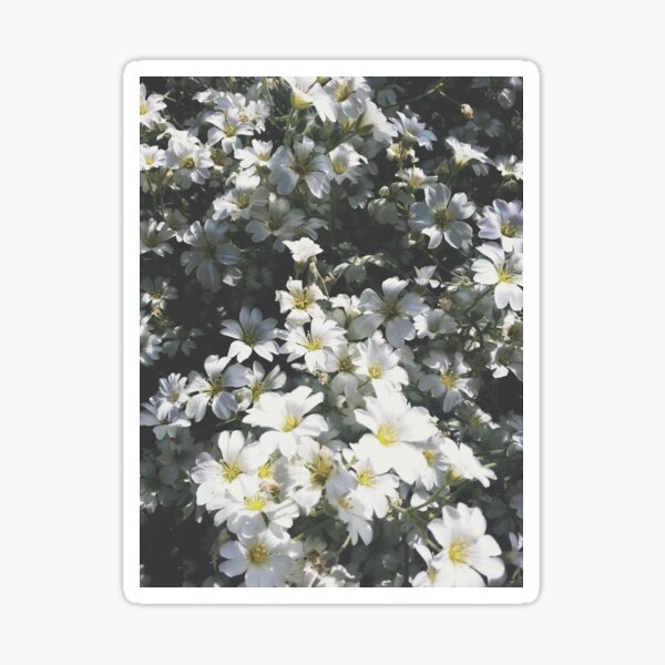 "White Flowers" Sticker by Lucky-Luke099 | Redbubble