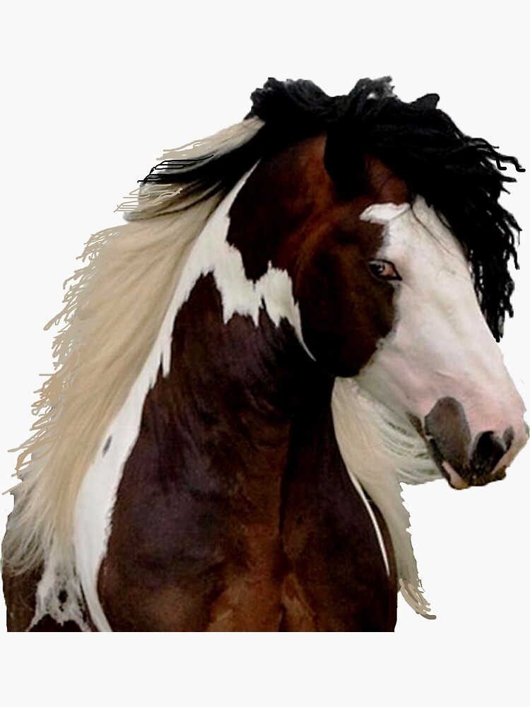 "Gypsy Vanner" Sticker by jackiekeating | Redbubble