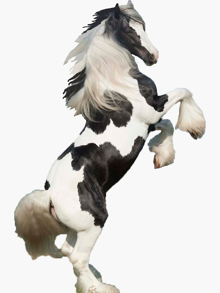 "Gypsy Cob" Sticker for Sale by jackiekeating | Redbubble