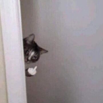 "middle finger cat" Poster for Sale by CatDealer | Redbubble