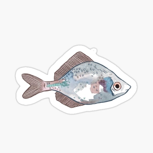 "Bitterling fish sticker" Sticker by brodieillo | Redbubble