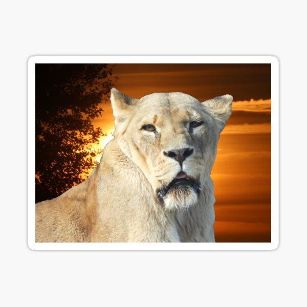 "A Stunning Lioness" Sticker for Sale by 23rdjuly1960 | Redbubble