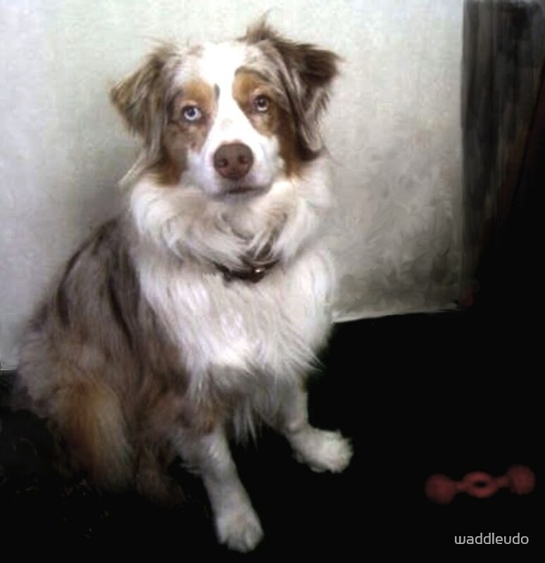 "" Callow With Toy "" by waddleudo | Redbubble