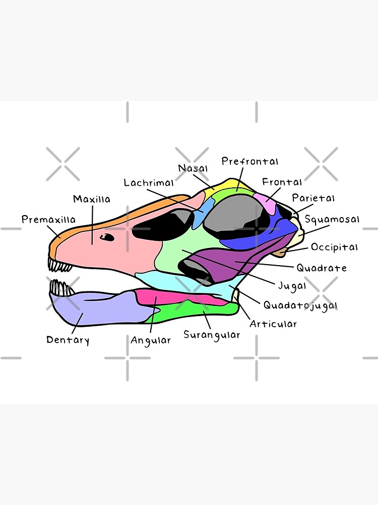 "Apatosaurus Skull (Colored & Labeled)" Poster for Sale by peltigaan ...