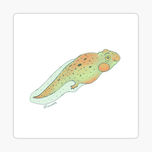 "Illustrated Tadpole (white background)" Sticker by Strawberry-Toad ...