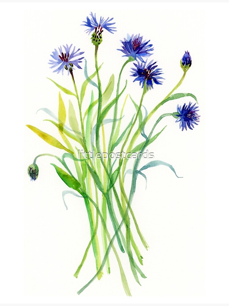 "Bachelor Buttons" Poster by littlepostcards | Redbubble