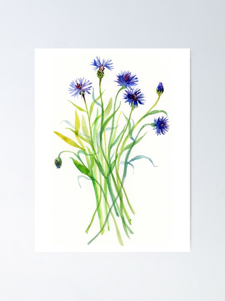 "Bachelor Buttons" Poster by littlepostcards | Redbubble