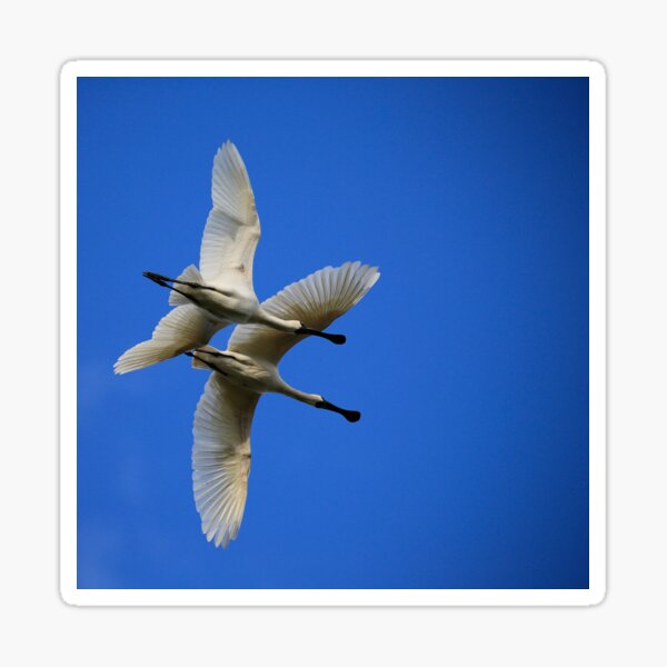 "Royalty!" Sticker by pdore | Redbubble