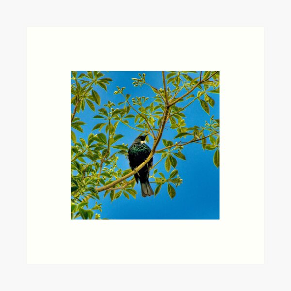 New Zealand Native Bird Art Prints | Redbubble