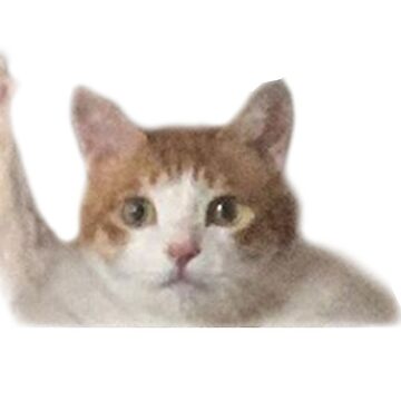 "cat raising hand" Sticker for Sale by CatDealer | Redbubble