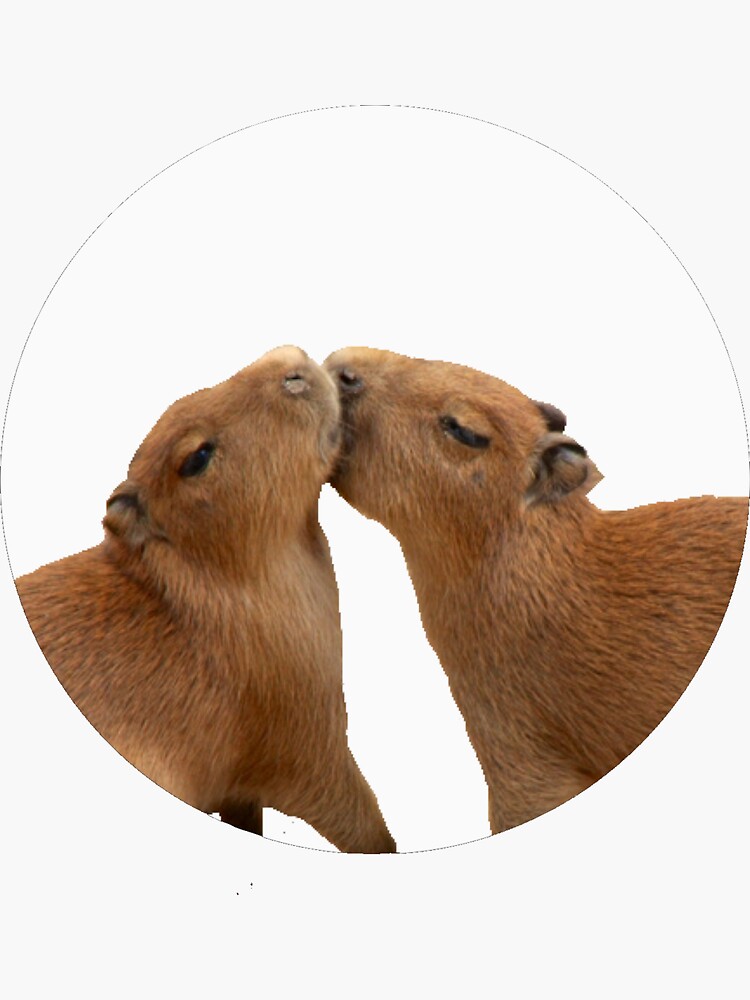"Kissing Capybaras" Sticker for Sale by Capyverse | Redbubble