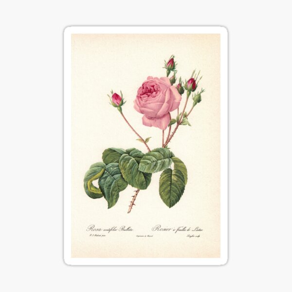 "Adorable Pink Roses" Sticker for Sale by Studio66Designs | Redbubble