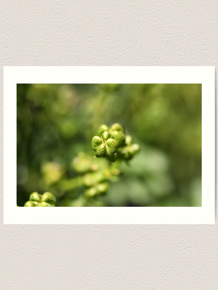 "Fruit of a common rue (Ruta graveolens)" Art Print for Sale by Zosimus ...