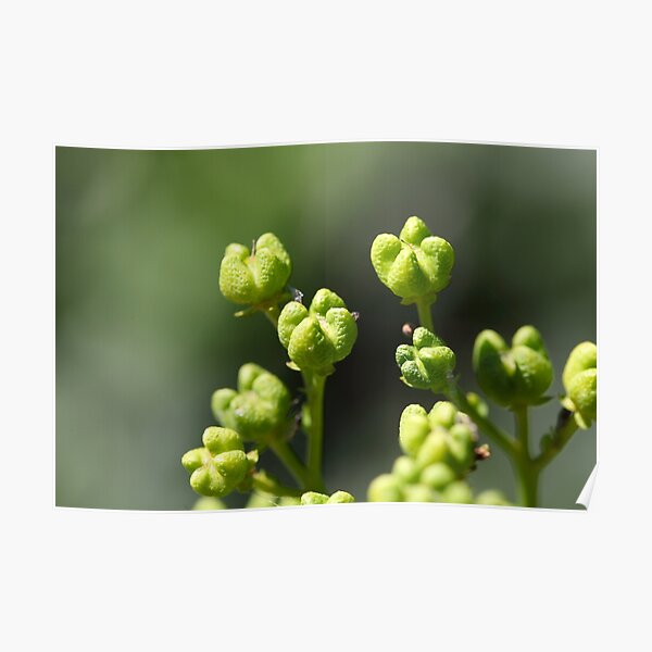 "Fruit of a common rue (Ruta graveolens)" Poster by Zosimus | Redbubble