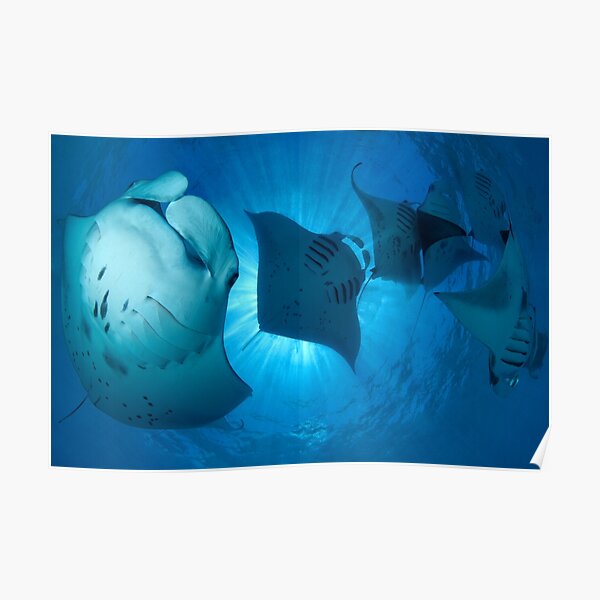 Manta Ray Posters | Redbubble