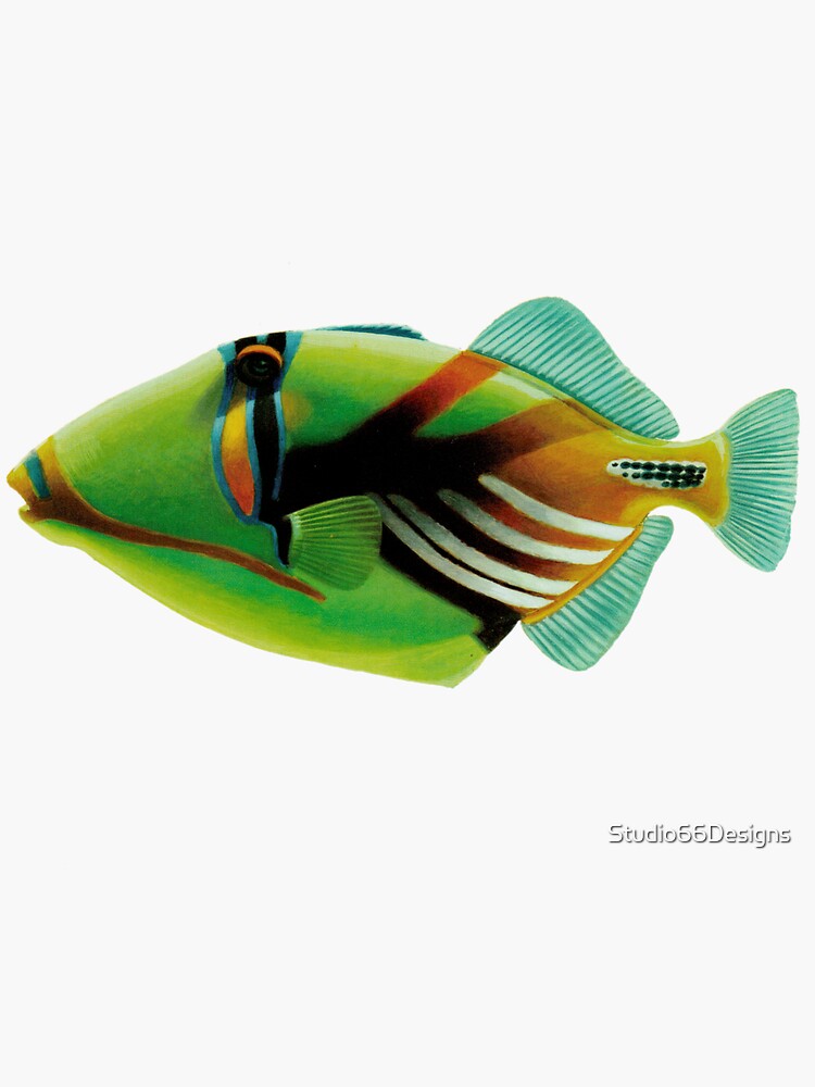 "lagoon triggerfish (Rhinecanthus aculeatus), blackbar triggerfish ...