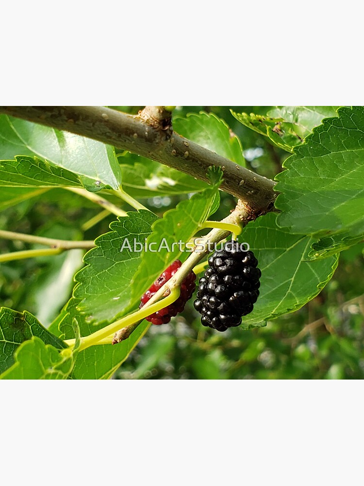 "Mulberry Tree" Sticker for Sale by AbicArtsStudio | Redbubble