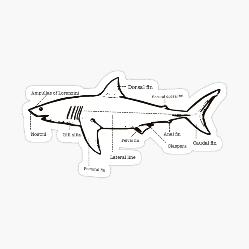 Shark Anatomy Model