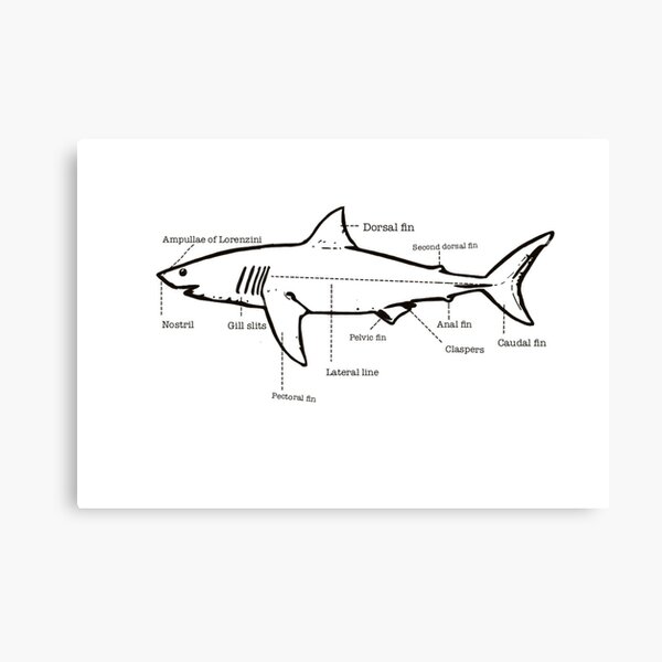 Diagrama De Esqueleto De Tiburon