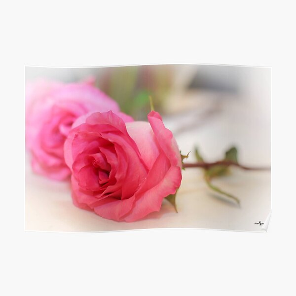 Flower Pink Rose Posters | Redbubble