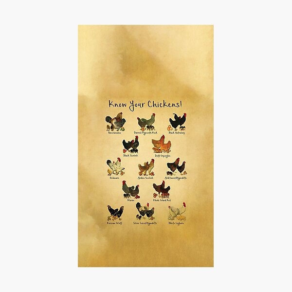 Lámina fotográfica «Conozca sus pollos, conocimiento de los pollos ...