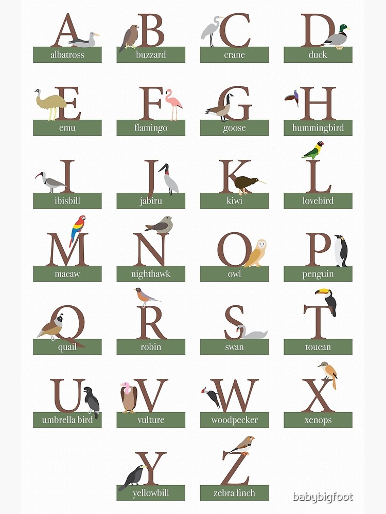 "Bird Alphabet" Photographic Print for Sale by babybigfoot | Redbubble