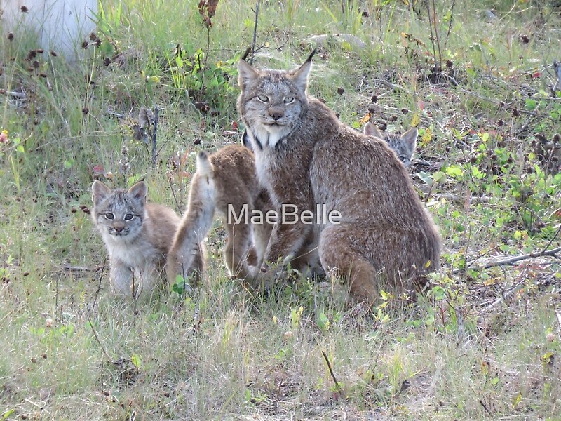 "Momma Lynx With 4 Babies...Only 3 Showing, "Come On Children,Sit Still ...