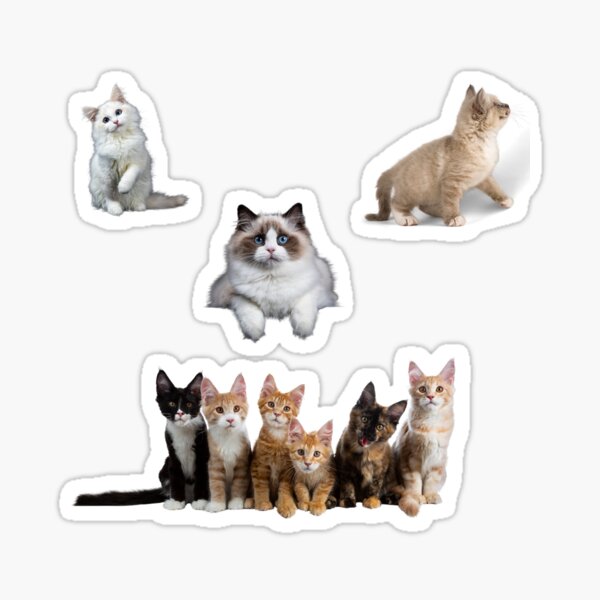 "Cute Cat Kitten kitty meow" Sticker for Sale by azamzaki | Redbubble