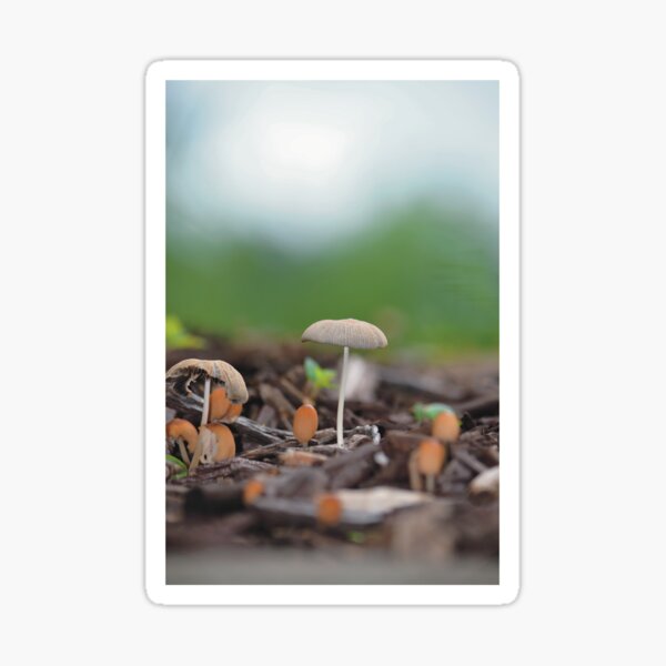 "Mini Mushie Canopies " Sticker for Sale by AdlerAntics | Redbubble