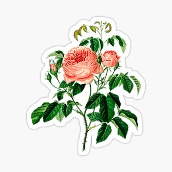"Pink Roses" Sticker by ArtKitsForKids | Redbubble