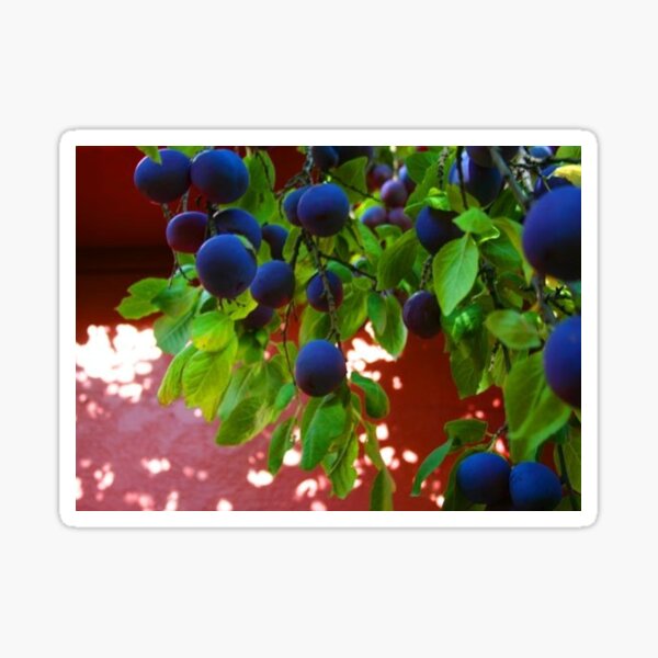 "Dark Plums and a Pink Adobe Wall" Sticker for Sale by KristinRyan5 ...