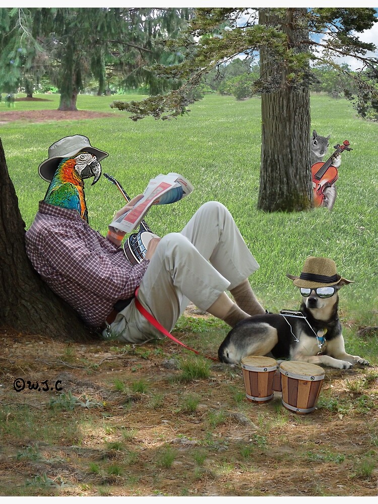 "Bongo Dog Wag" Photographic Print for Sale by Jay Chamberlin | Redbubble