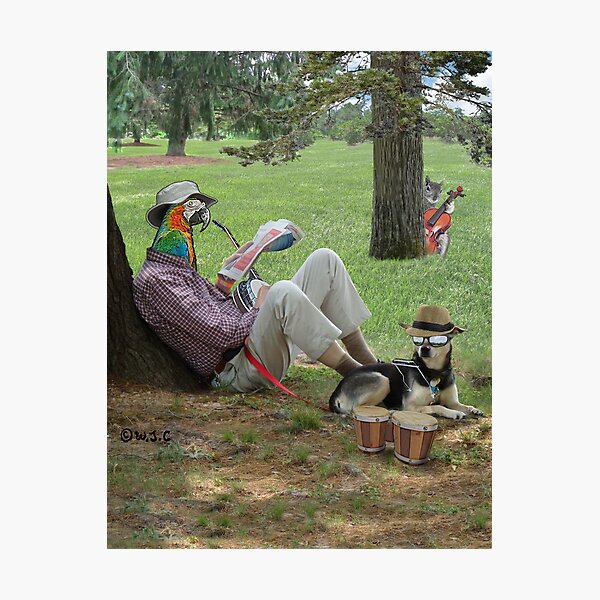 "Bongo Dog Wag" Photographic Print for Sale by Jay Chamberlin | Redbubble