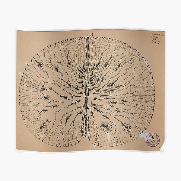 "Cajal's brain neurons sketch" Poster for Sale by banabananaz | Redbubble