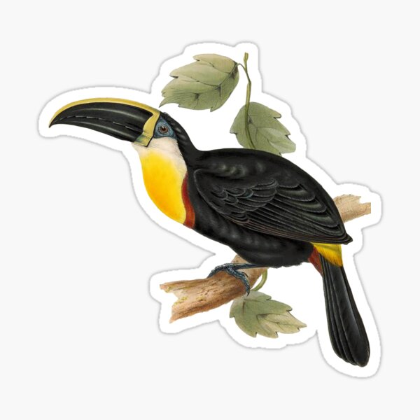 "Toucan Bird" Sticker for Sale by MicbellaArt | Redbubble