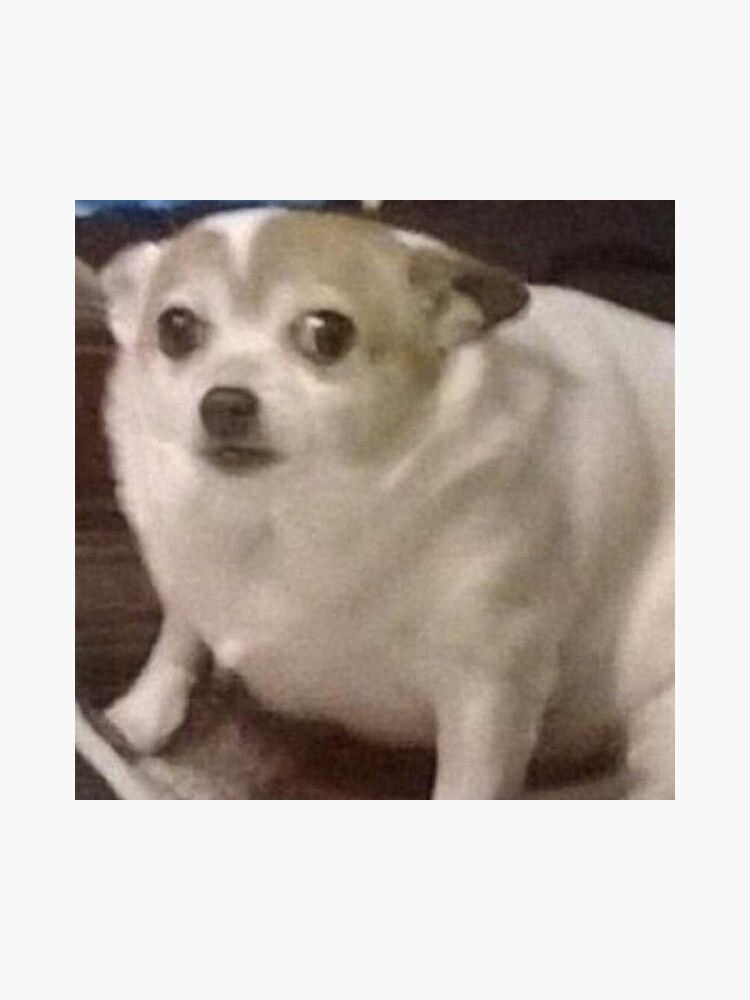 "me when scared dog" Sticker for Sale by SuccBoi | Redbubble