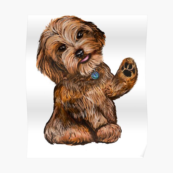 Póster «Cavapoochon Cavapoo Cavoodle Black and Tan cabeza inclinada y ...