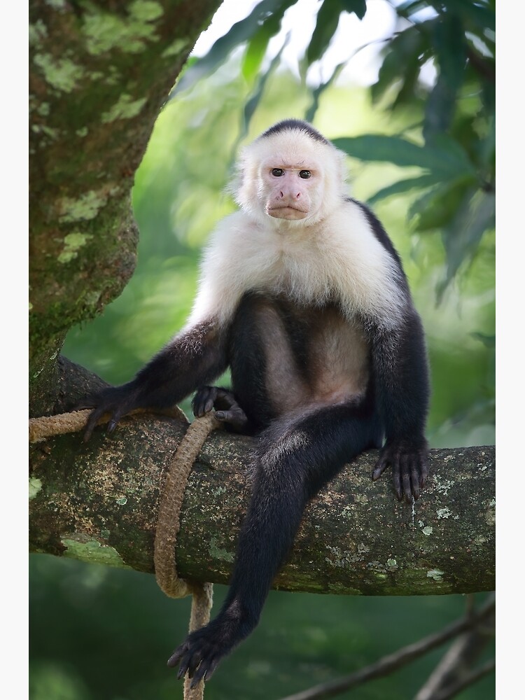 Capuchin Monkey Premium Matte Vertical Poster sold by Linear Lynnelle ...
