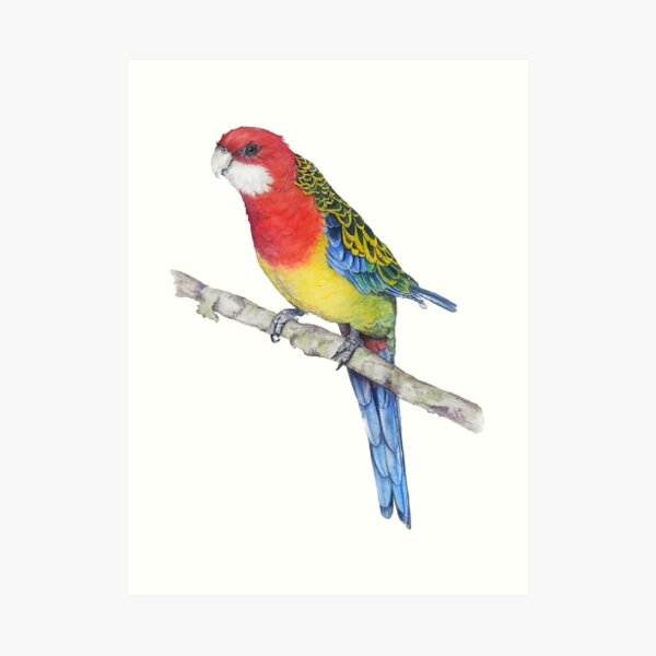 Rosella Art Prints | Redbubble