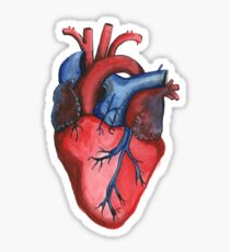 Anatomical Heart: Stickers | Redbubble