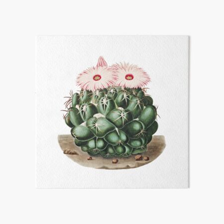 "Elephant's Tooth Cactus (Mammillaria Elephantidens) from Iconographie ...