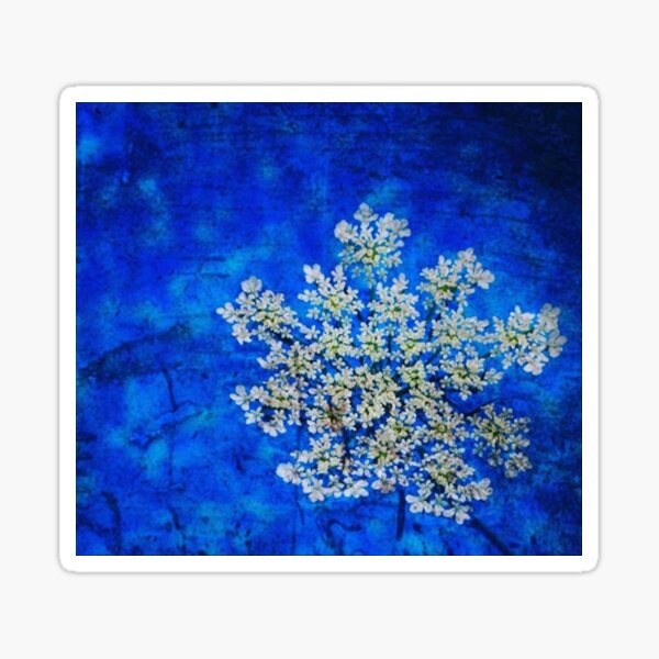 "Queen Ann's Lace" Sticker for Sale by RiisWatersArt | Redbubble