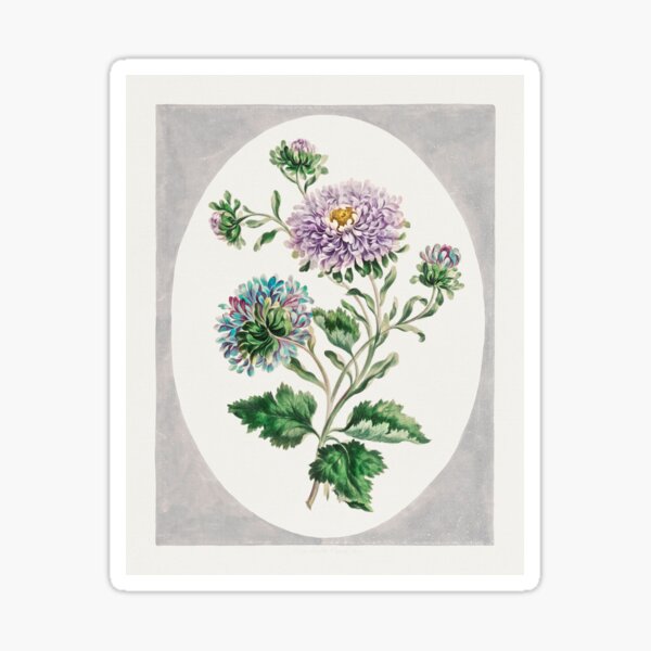 "Large China Aster flowers" Sticker for Sale by Arbrew | Redbubble