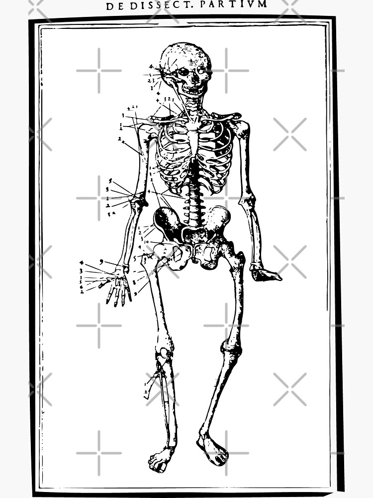 "Skeletal Diagram - Vintage Anatomy Poster" Sticker for Sale by ...