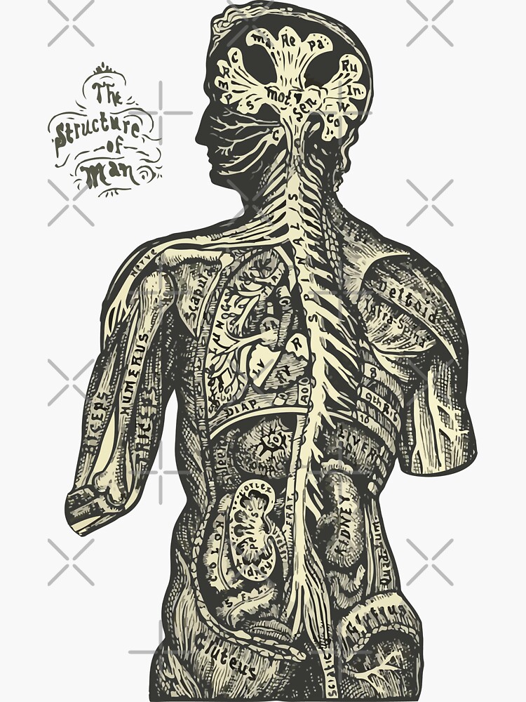 "The Structure of Man" Sticker for Sale by frokenfryxell | Redbubble