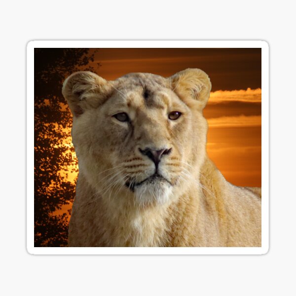 "A Beautiful Lioness" Sticker for Sale by 23rdjuly1960 | Redbubble