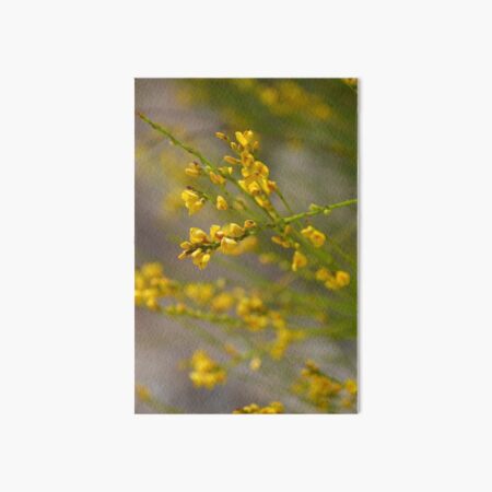 "Golden Spray (Viminaria juncea)" Art Board Print for Sale by ...