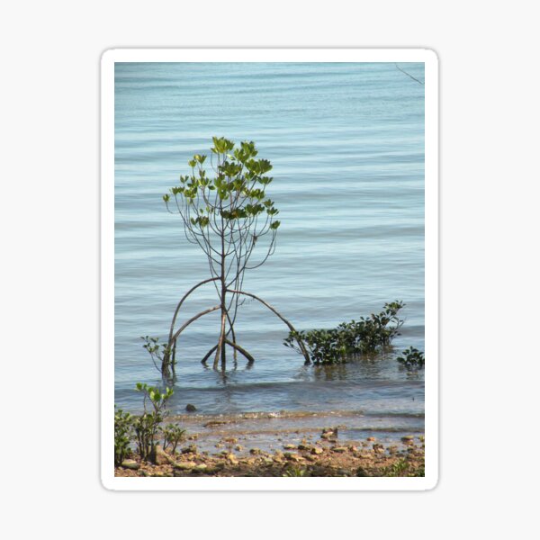 "Mangrove on Darwin Harbour" Sticker for Sale by sandysartstudio ...